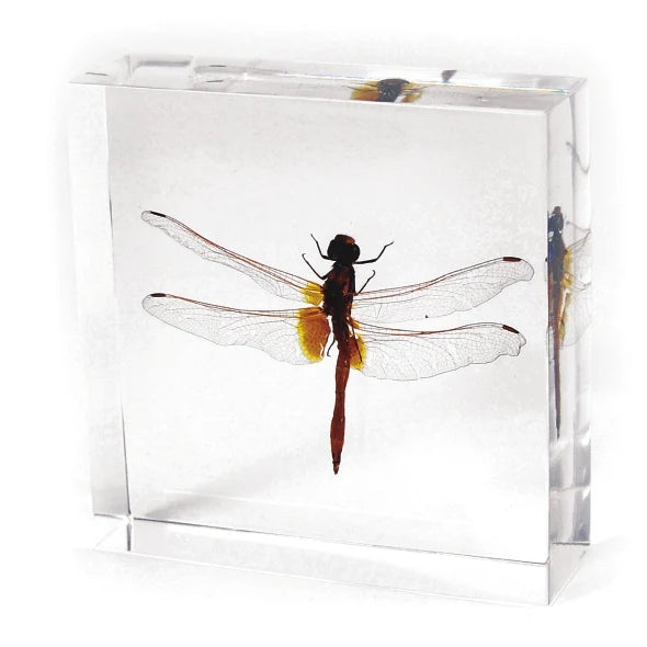 Dragonfly Paperweight – Okanagan Science Centre